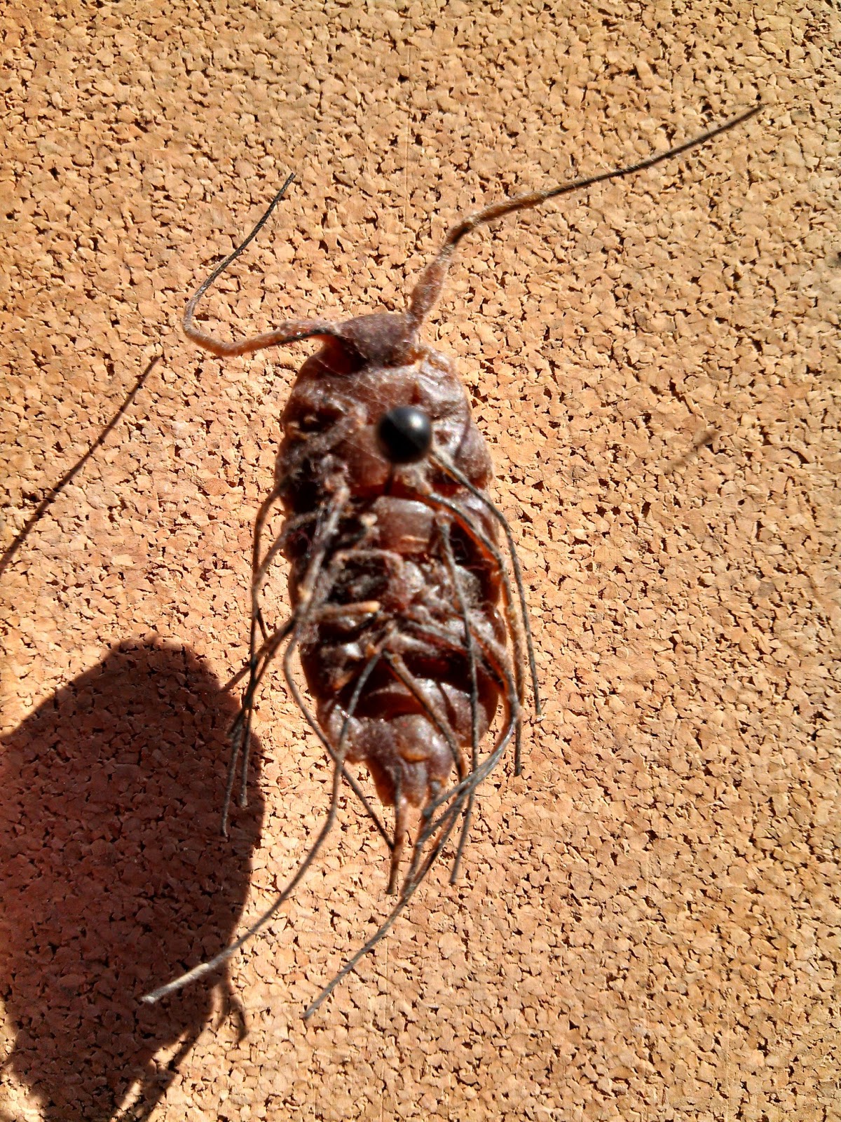 Wax bug — JJJaspersen Studios